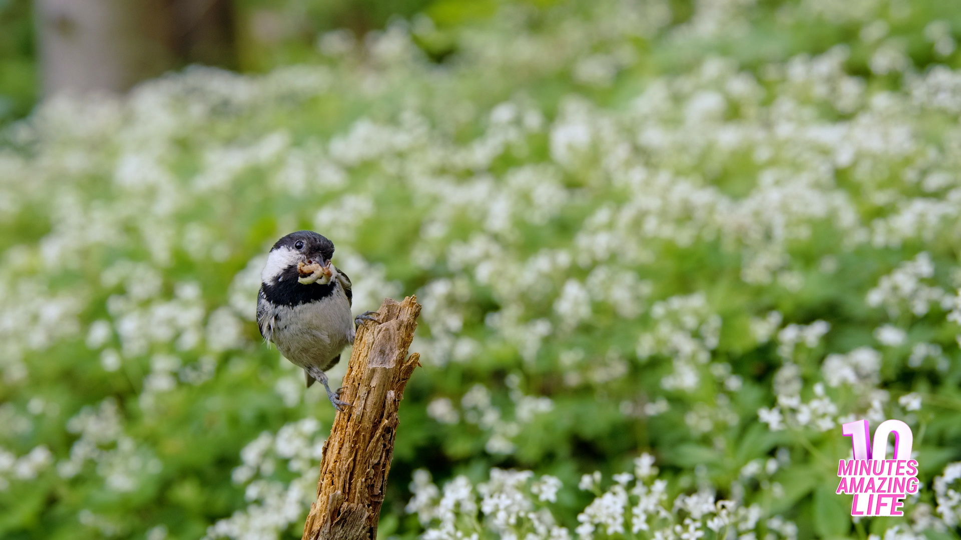 Coal Tit Feeding Among Spring Blossoms