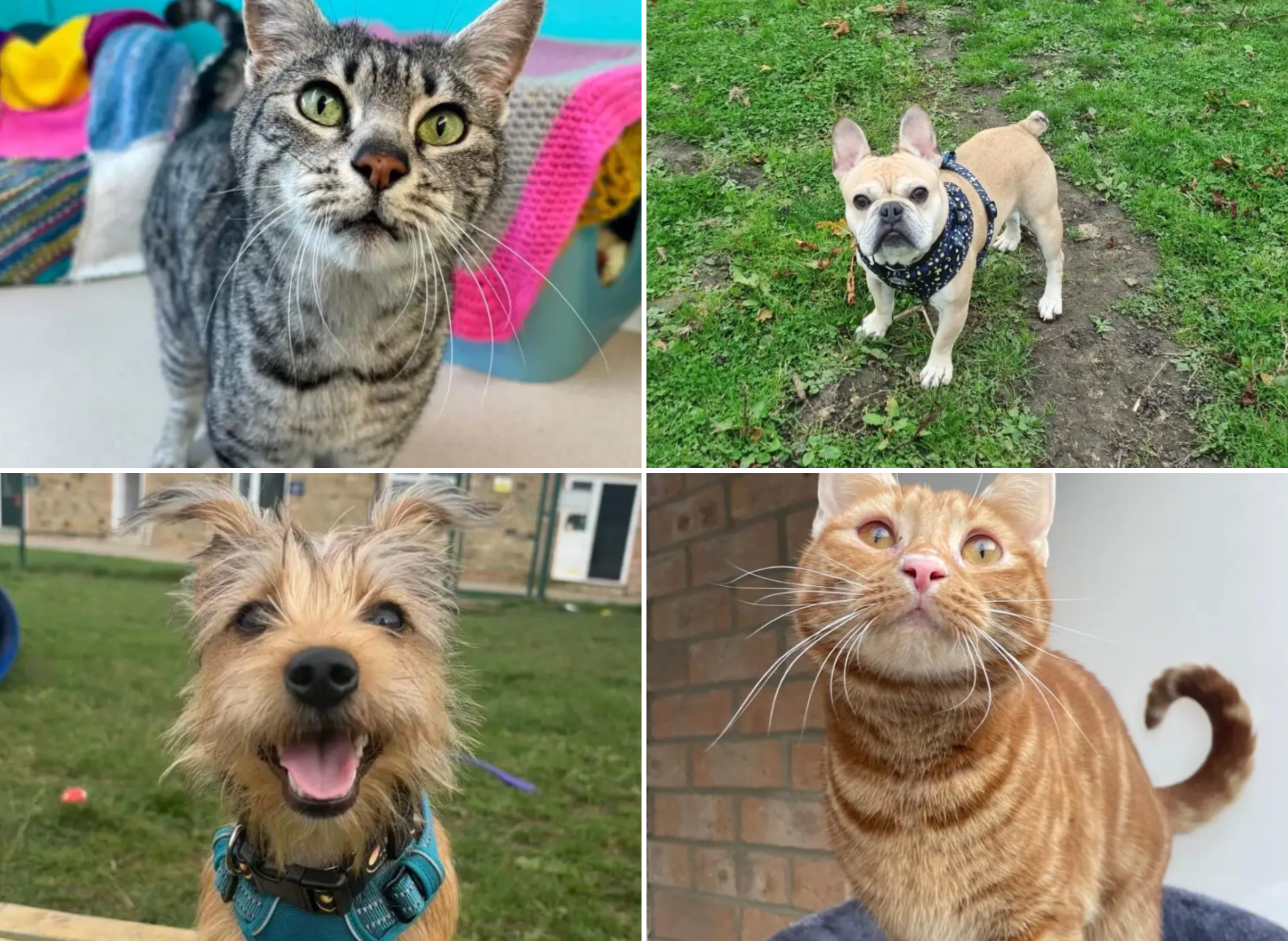 19 adorable cats and dogs looking for forever homes in the North East