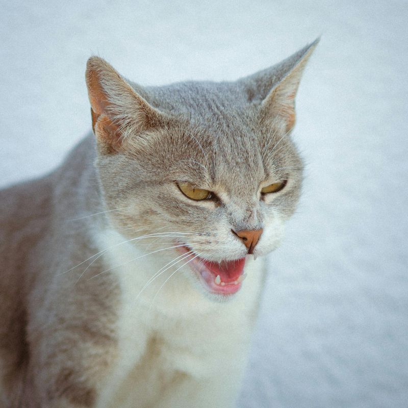 Cat Sounds That Mean Something Different Than You Think