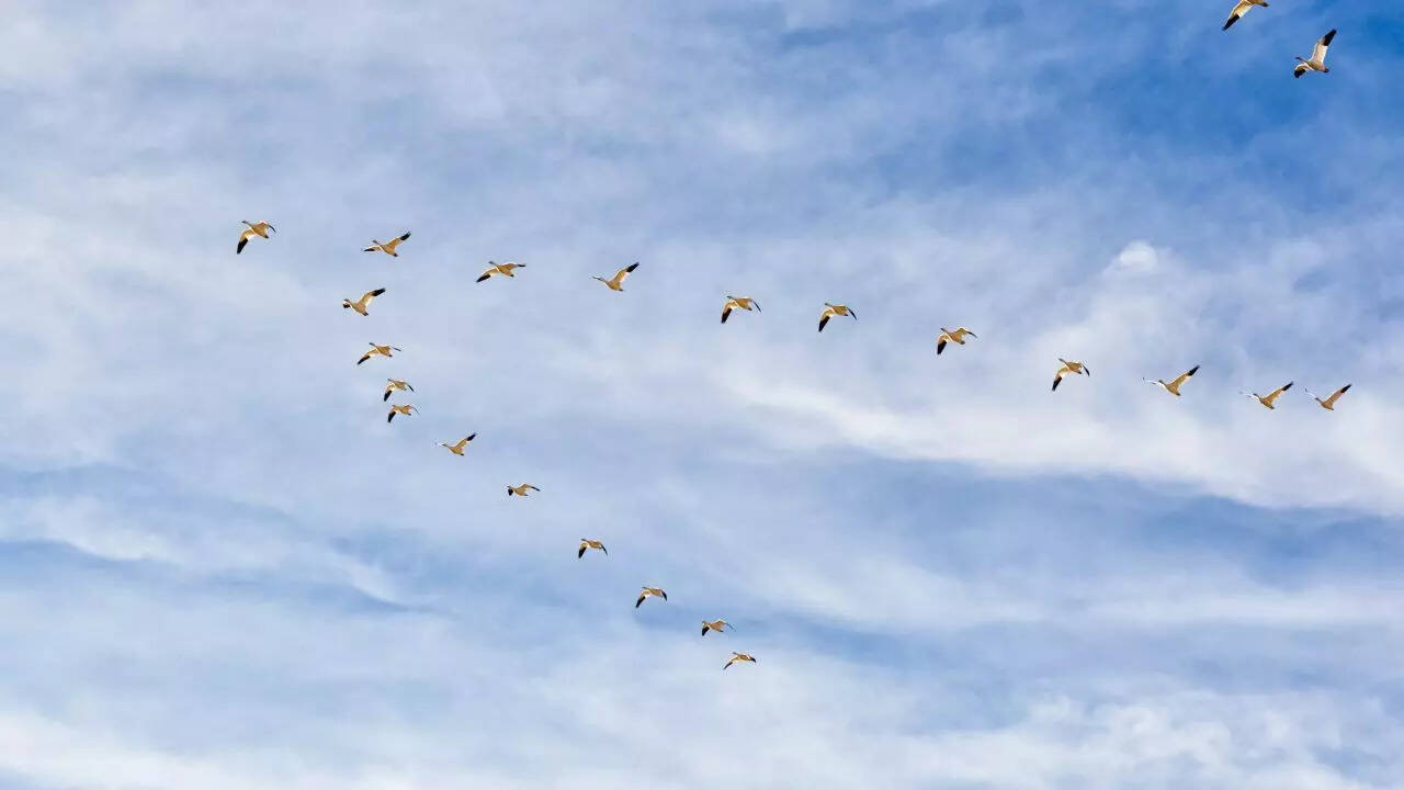 Ever wondered why birds fly in a V? Scientists finally explain