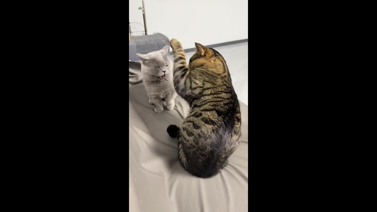 Tabby cat playfully silences meowing British Shorthair in Liaoning, China