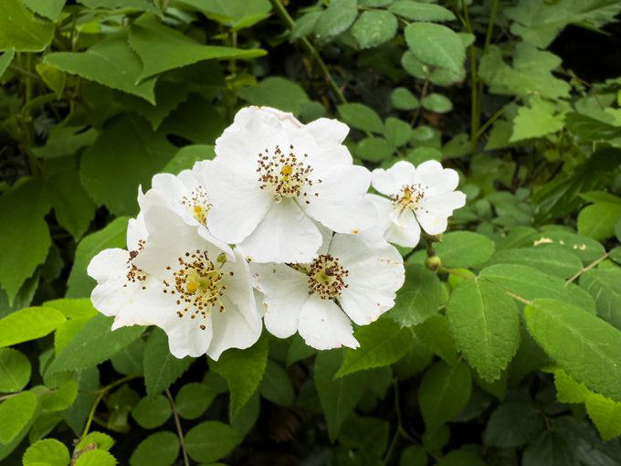 6 Invasive Berry Bushes You Should Never Grow
