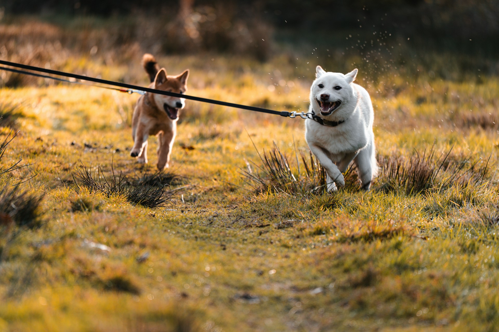 Build A Shaded Dog Run That Lasts