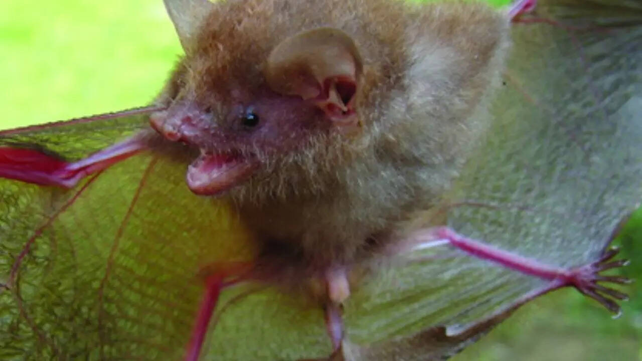 6 new bat species discovered in the Philippines, revealing a global ...