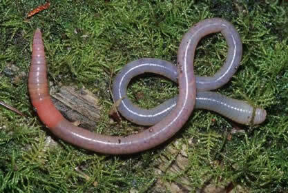 The not-so-humble earthworm