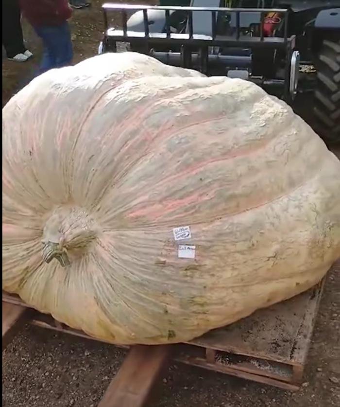 Watch: 2,819-pound pumpkin grown by British brothers is world's largest