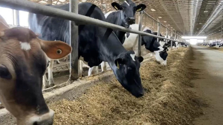 DRC sues over planned mega-dairy near Red River