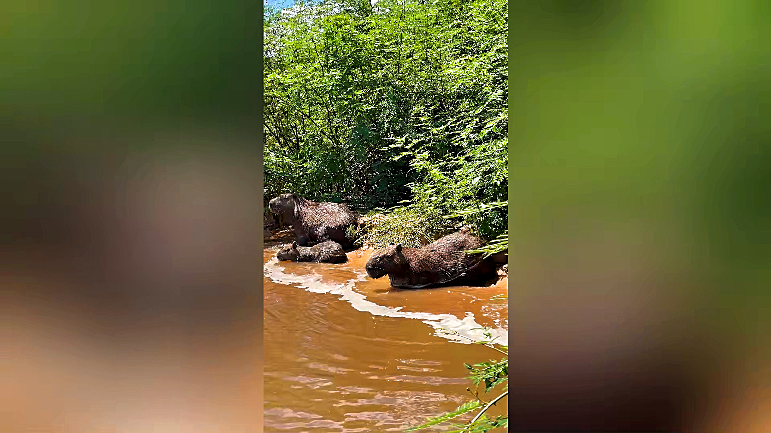 A Family of Capybaras Is Spotted on the Shore of a Lake