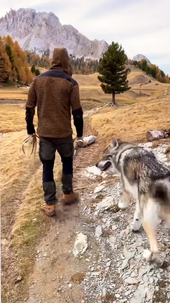 Unbreakable Bond: Man and Wolfdog Explore Nature Together