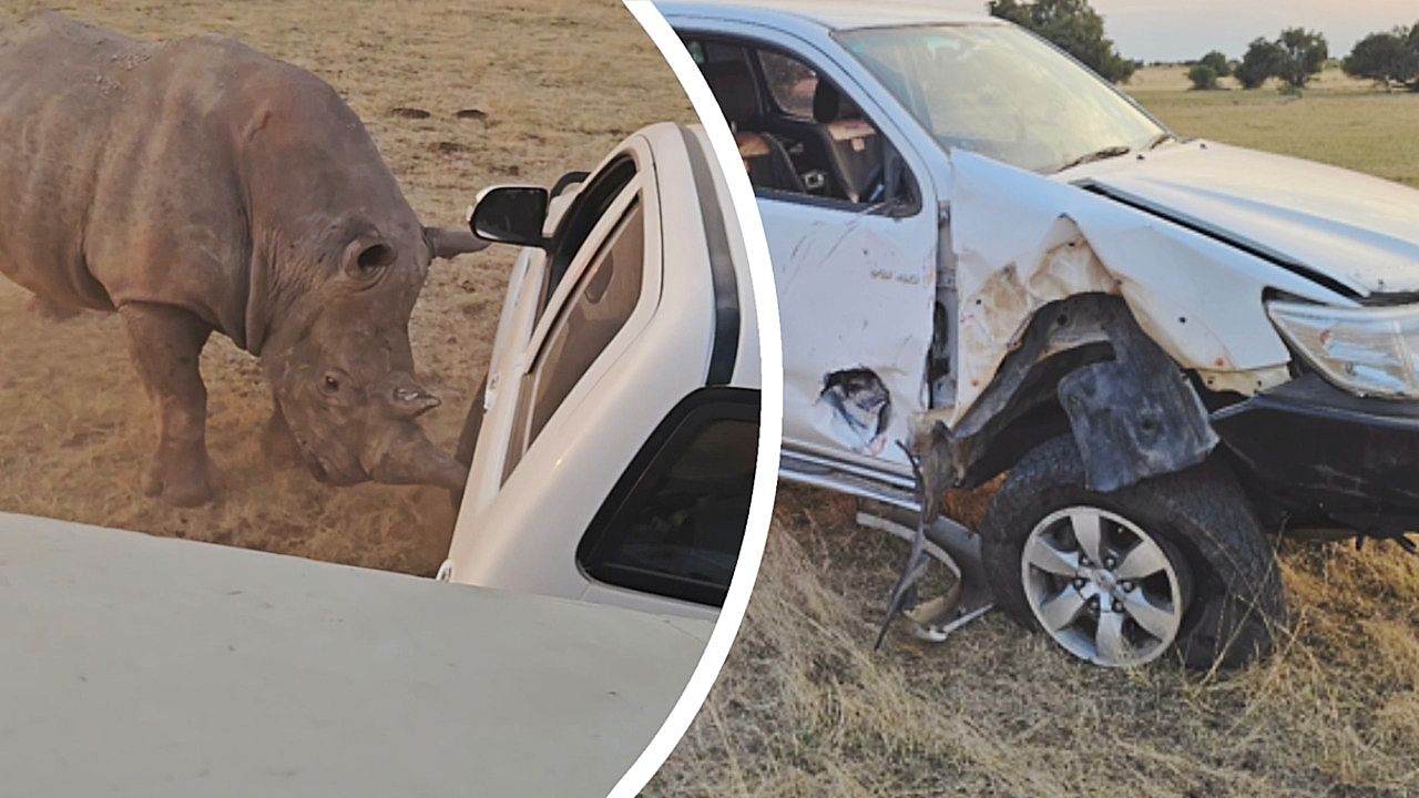 Un rinoceronte enfurecido destroza un coche embistiéndolo repetidamente