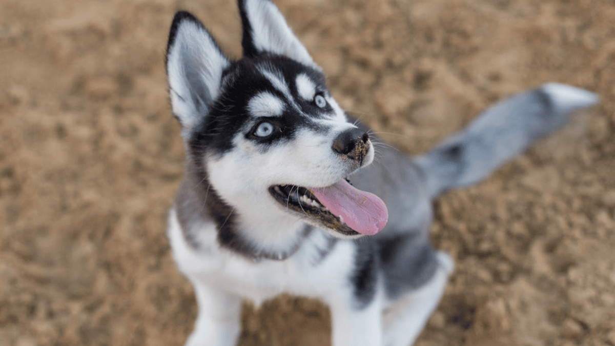 10 señales que demuestran que tu perro nunca olvida lo que haces por él