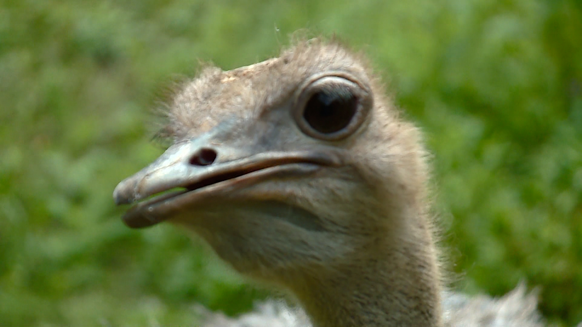 Penny the ostrich is often up to silly antics