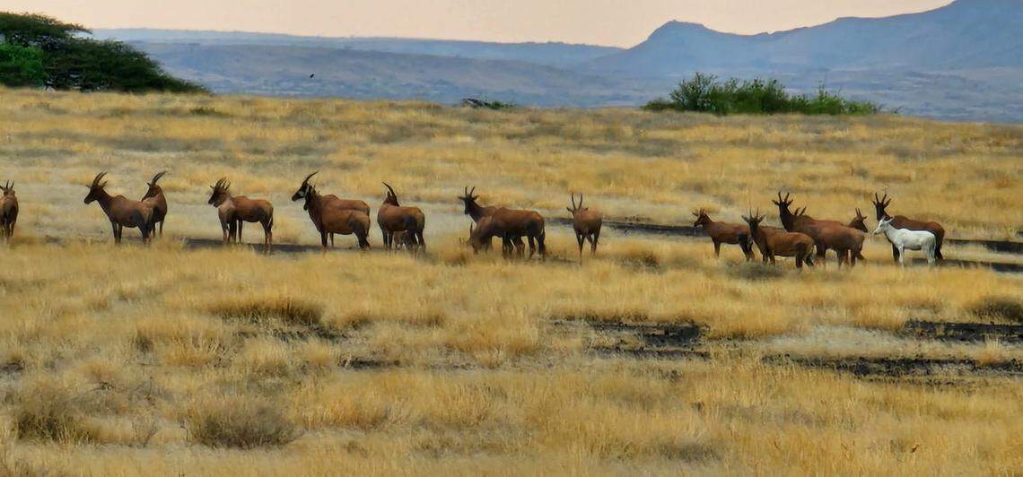 ‘Truly rare' albino creature stuns park rangers in Kenya. See ‘ghost of ...