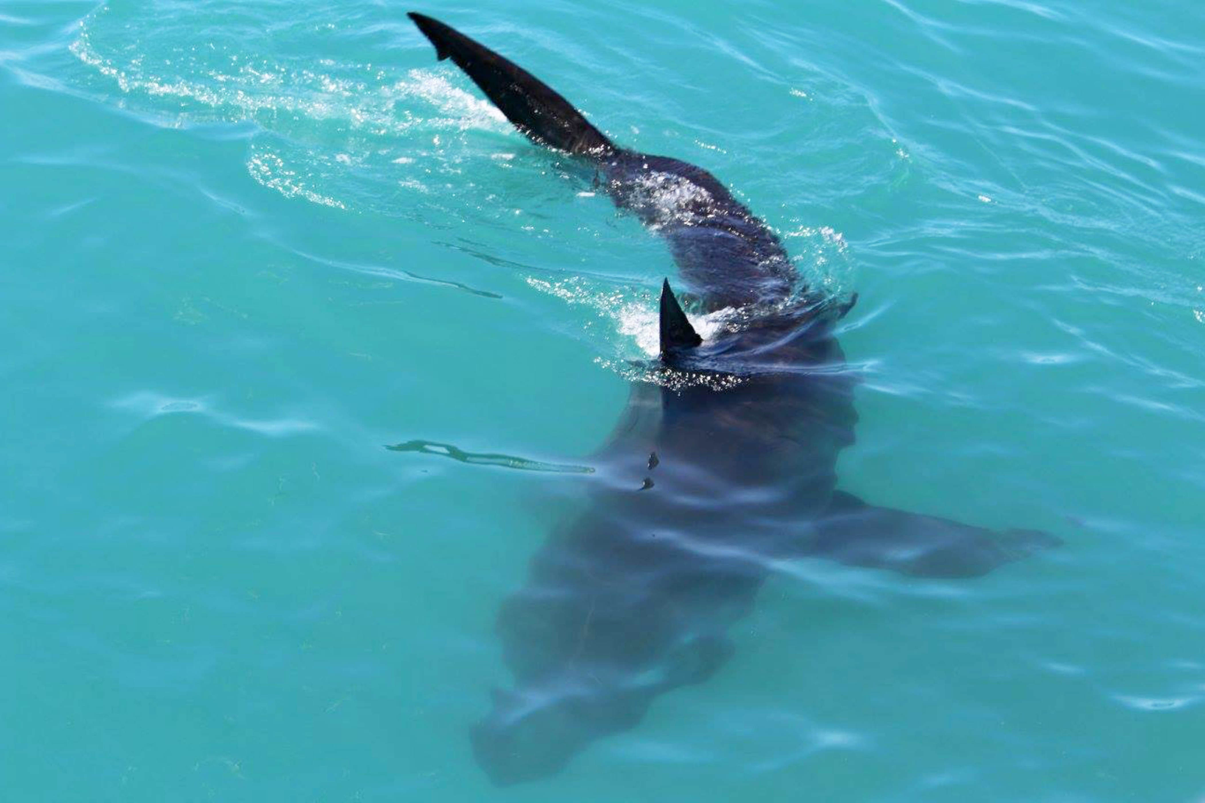 Was shark swimming in street during Hurricane Melissa? What video shows