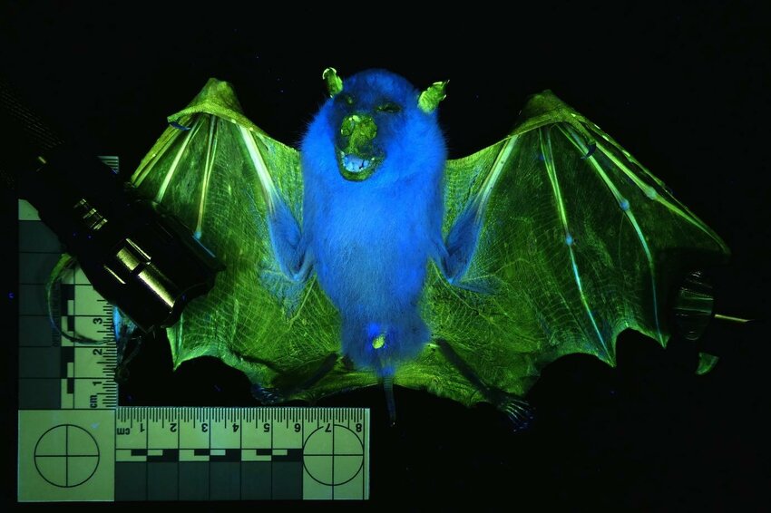 Bats Glow Bright Green Under Ultraviolet Light, Meaning Bruce Wayne’s ...