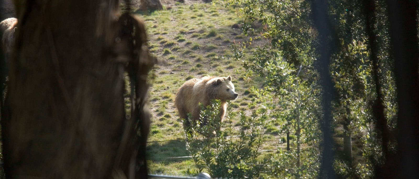 Governor Begs Japan’s Army To Hunt Down Bears After Series Of Bloody ...