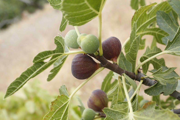 How to grow a fig tree at home for endless fresh fruit—indoors or outside