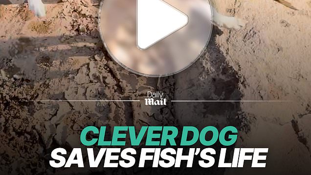 Clever dog rescues fish's life