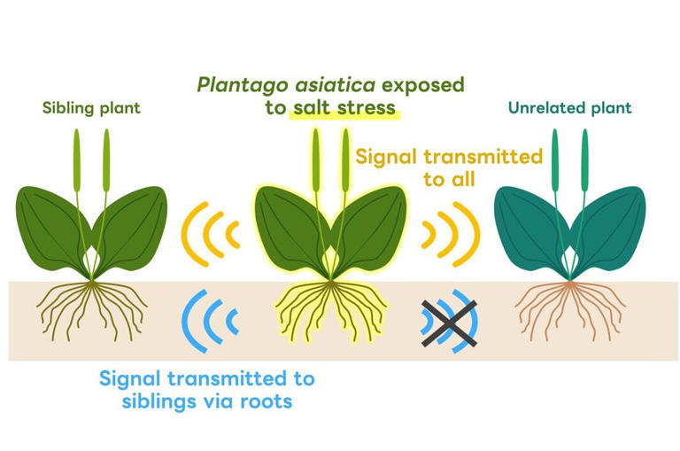 How Plantago asiatica plants communicate with each other to respond to ...