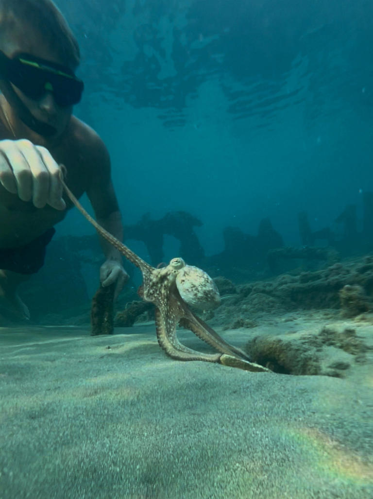 'I can't describe the feeling' - Lancashire tourist befriends octopus ...