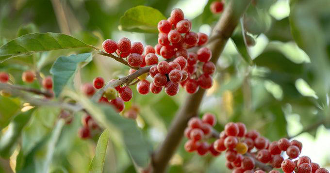6 Invasive Berry Bushes You Should Never Grow