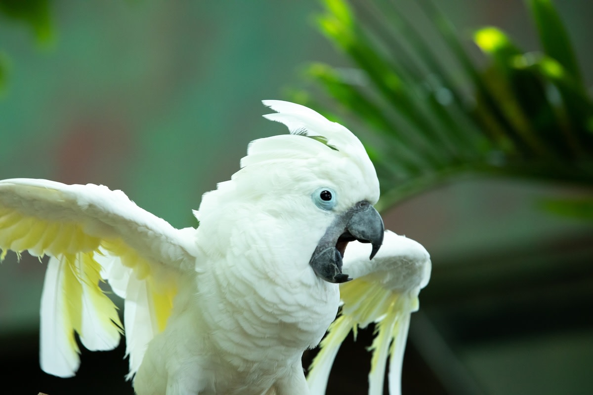 Cockatoo Who Spent His Life in a Cage Cries in Gratitude When Rescuers ...