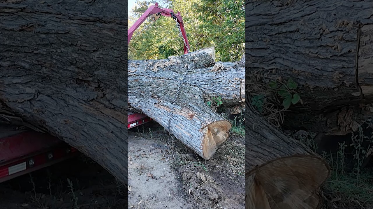 I loaded a monster crotch maple! 🌳