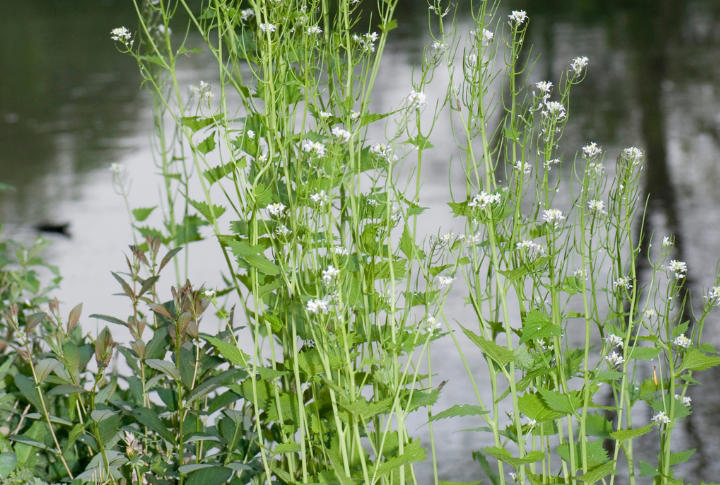 10 Banned Plants That Look Harmless But Cause Real Damage