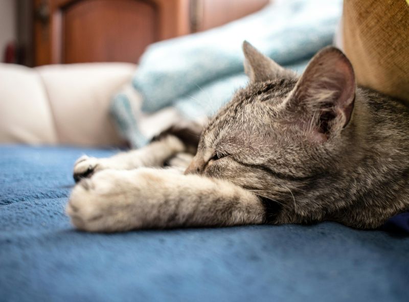Why Some Cats Suddenly Collapse From Hidden Heart Disease And How To ...