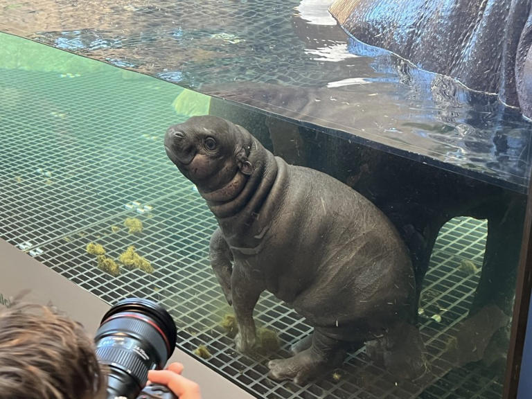 John Ball Zoo’s baby hippo makes his debut