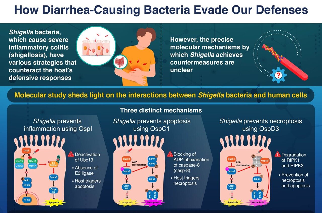 How bacteria that cause inflammatory colitis outmaneuver our body's ...