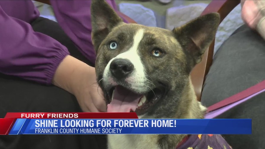 Furry Friends: Shine can light up your life!