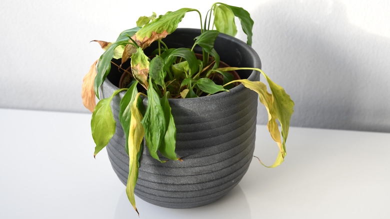 The Best Way To Rescue An Overwatered Peace Lily Plant