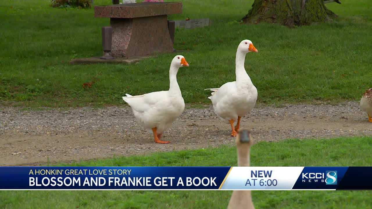 Blossom, a beloved goose at Riverside Cemetery in Marshalltown, dies ...
