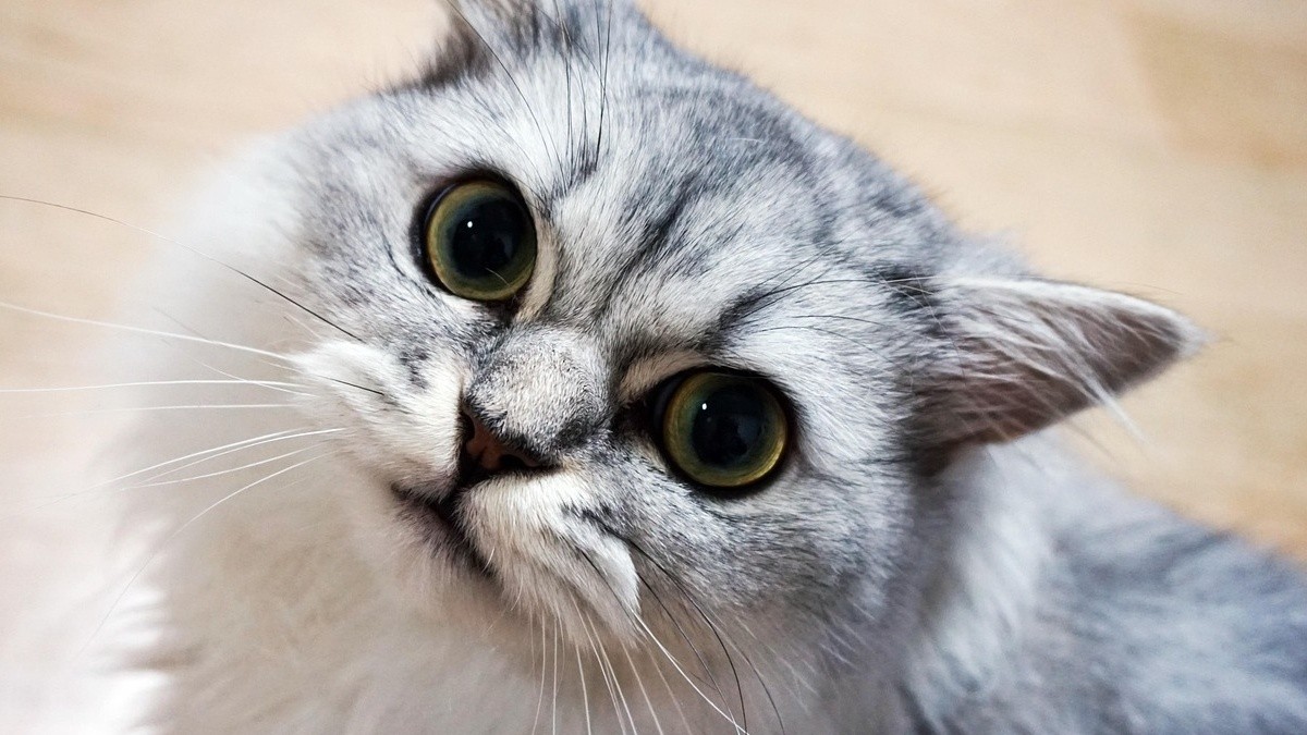 9 signs your cat considers you its mom or dad