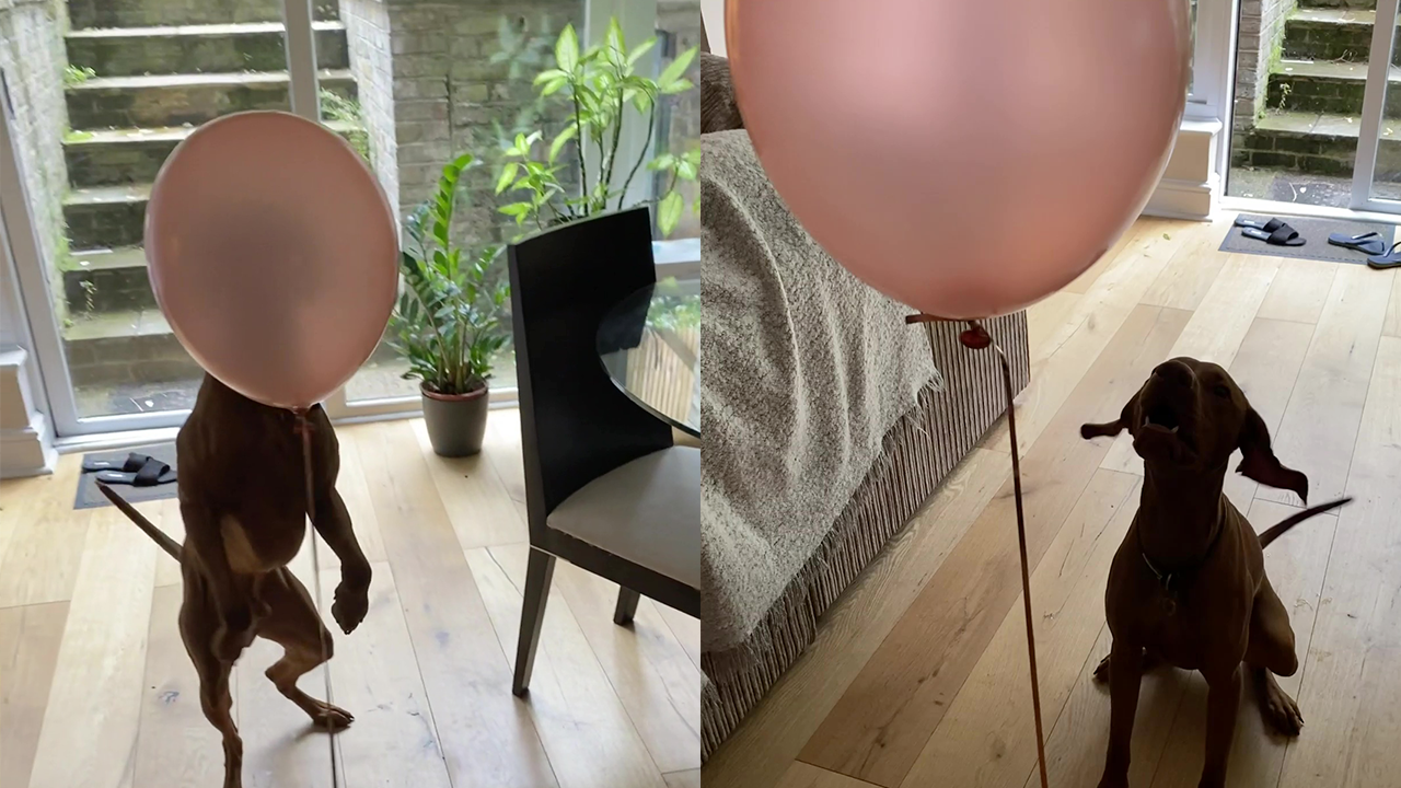 'Dog sees a helium balloon for the first time and doesn't like it ...