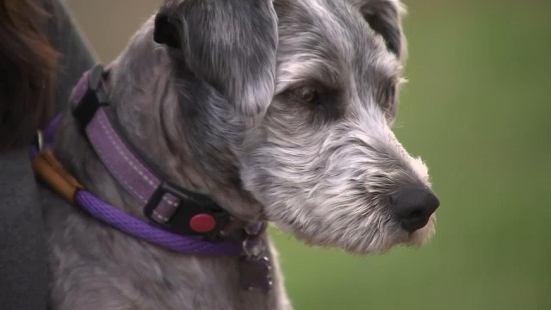 'She was just sitting there': Woman's dog hospitalized after ingesting ...