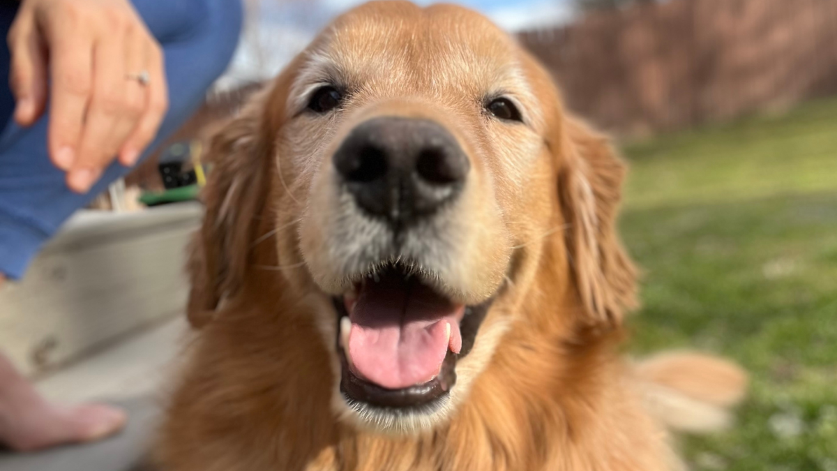 Watch Wally the golden retriever get dramatically sad over his favorite ...