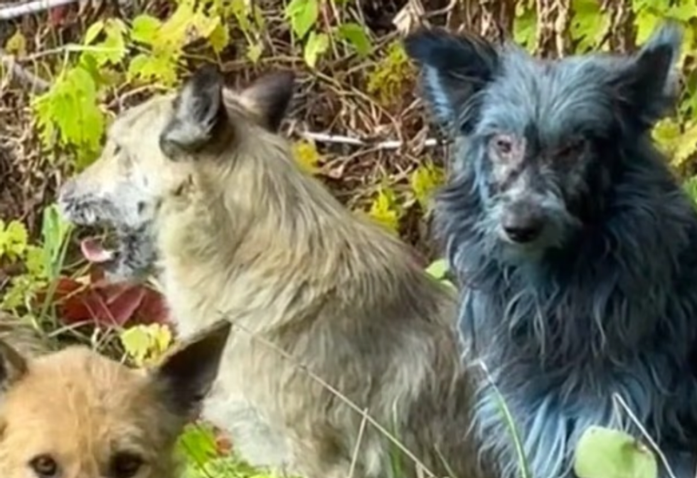 Blue dogs spotted in Chernobyl nuclear disaster site as scientists left ...