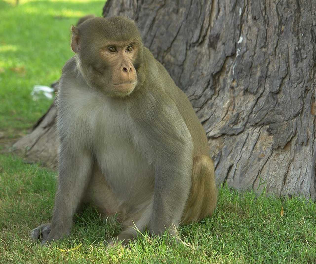 Hugh Campbell pleads guilty in monkey torture case