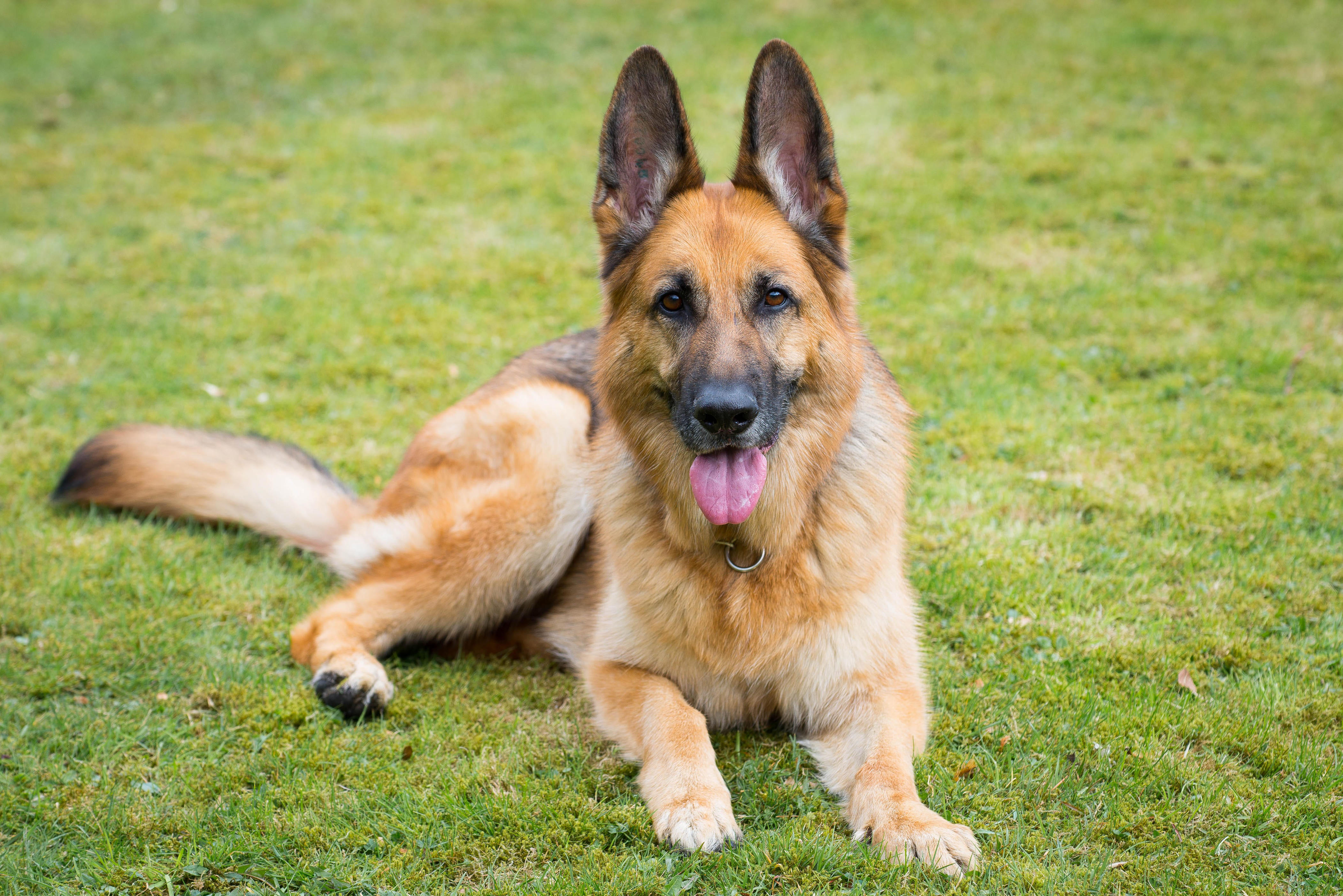 These 10 Fiercely Loyal Breeds Are Known For Being the Best Guard Dogs