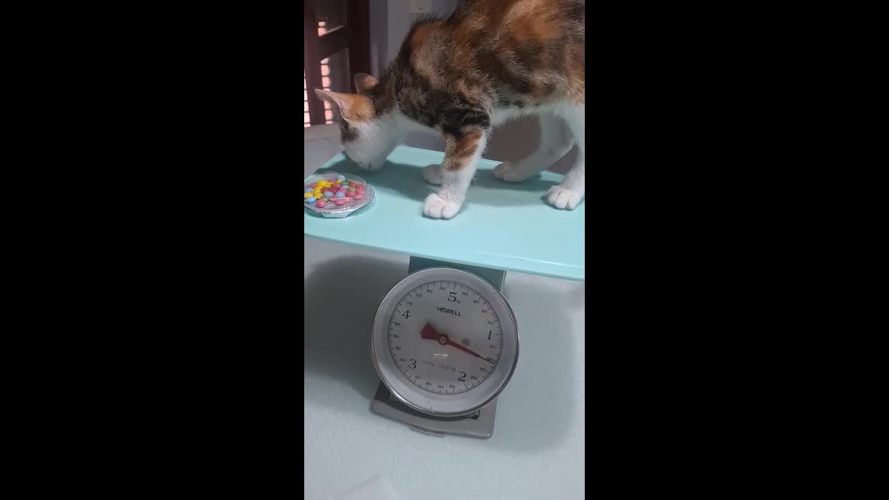 Cat falls off scale during weighing in Mascalucia, Italy
