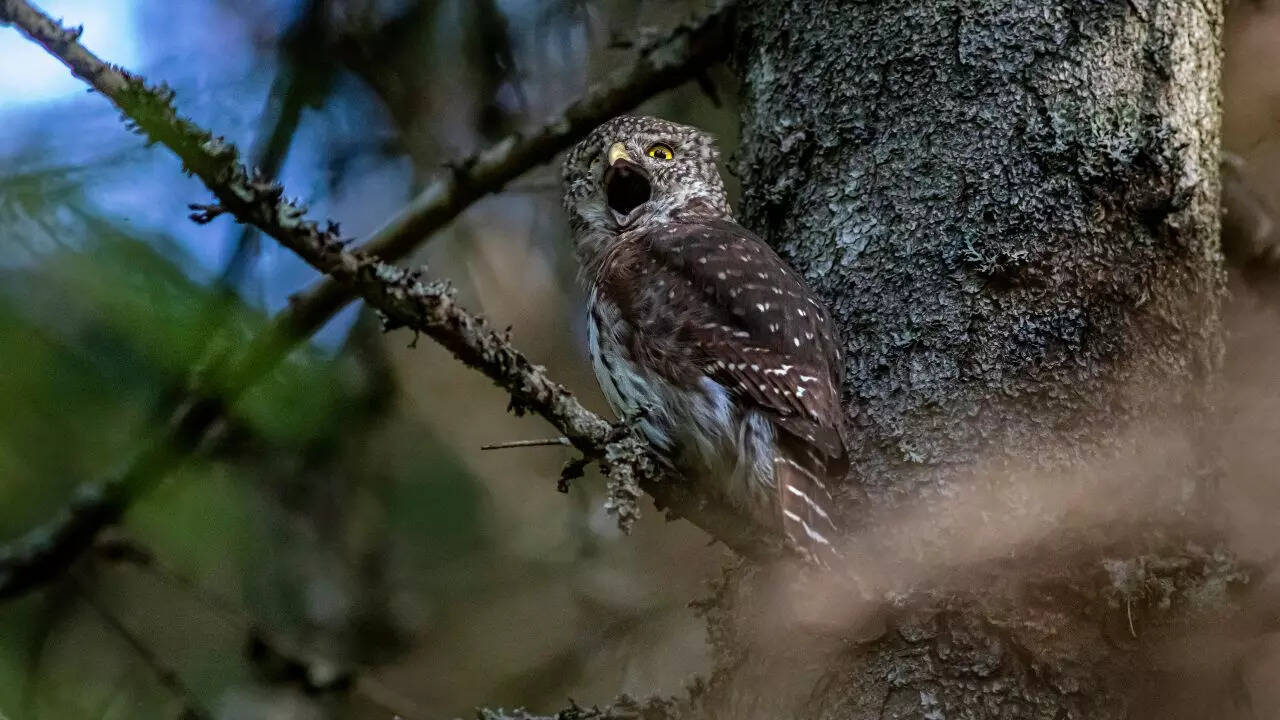 What makes owls so special? The secrets behind their powers