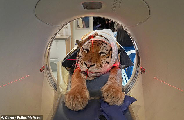 Here for a CAT scan? Four-year-old tiger Luca joins other big felines ...
