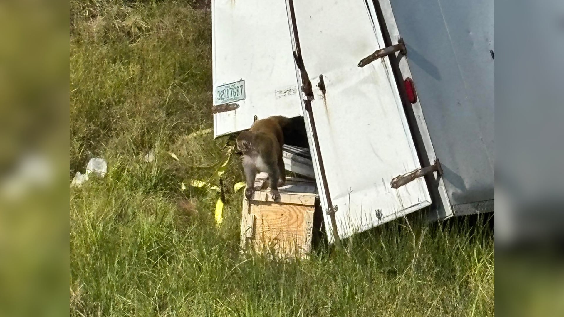 3 ‘aggressive’ monkeys on the loose after truck overturns in Jasper County