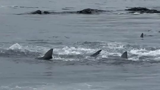 Wild Shark Feeding Frenzy Transforms Gold Coast Shoreline Into 'Crime ...