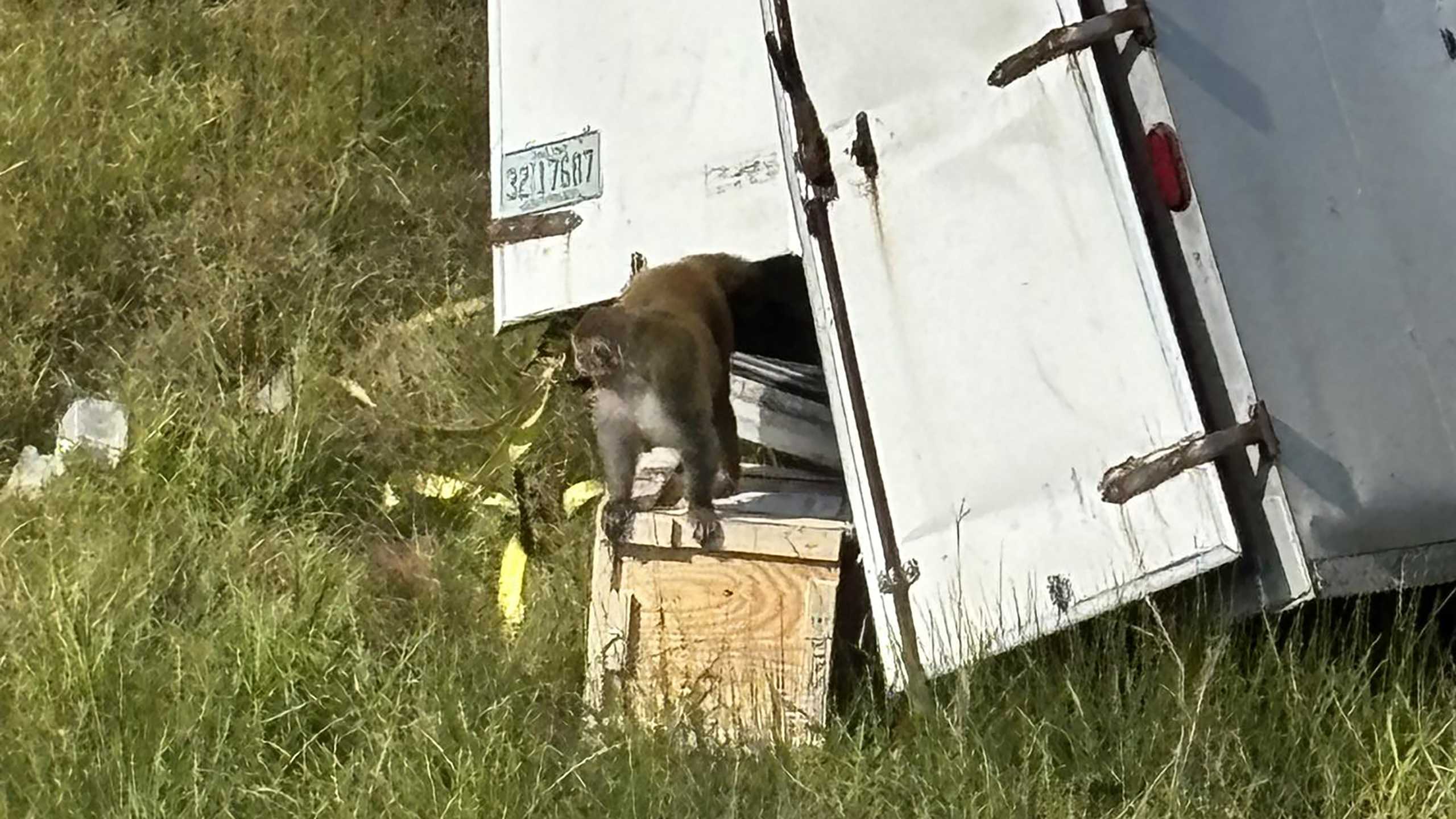 Aggressive monkeys that escaped from overturned truck in Jasper County ...
