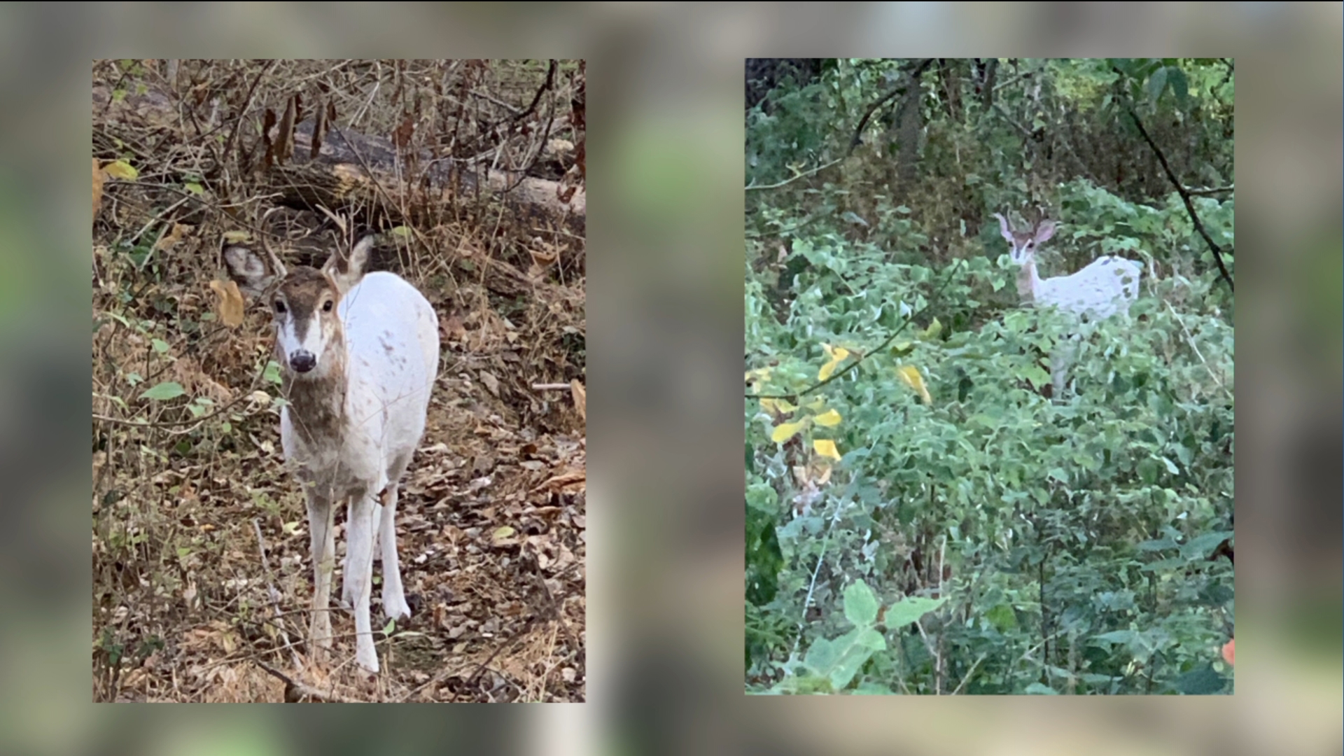 East Hempfield neighbors react after rare Piebald Deer shot and killed