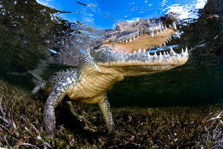 Jamaicans get new crocodile warning amid Hurricane Melissa flooding