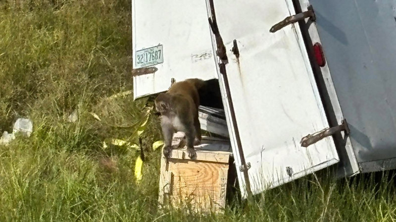 Monkeys escape after crash in Mississippi